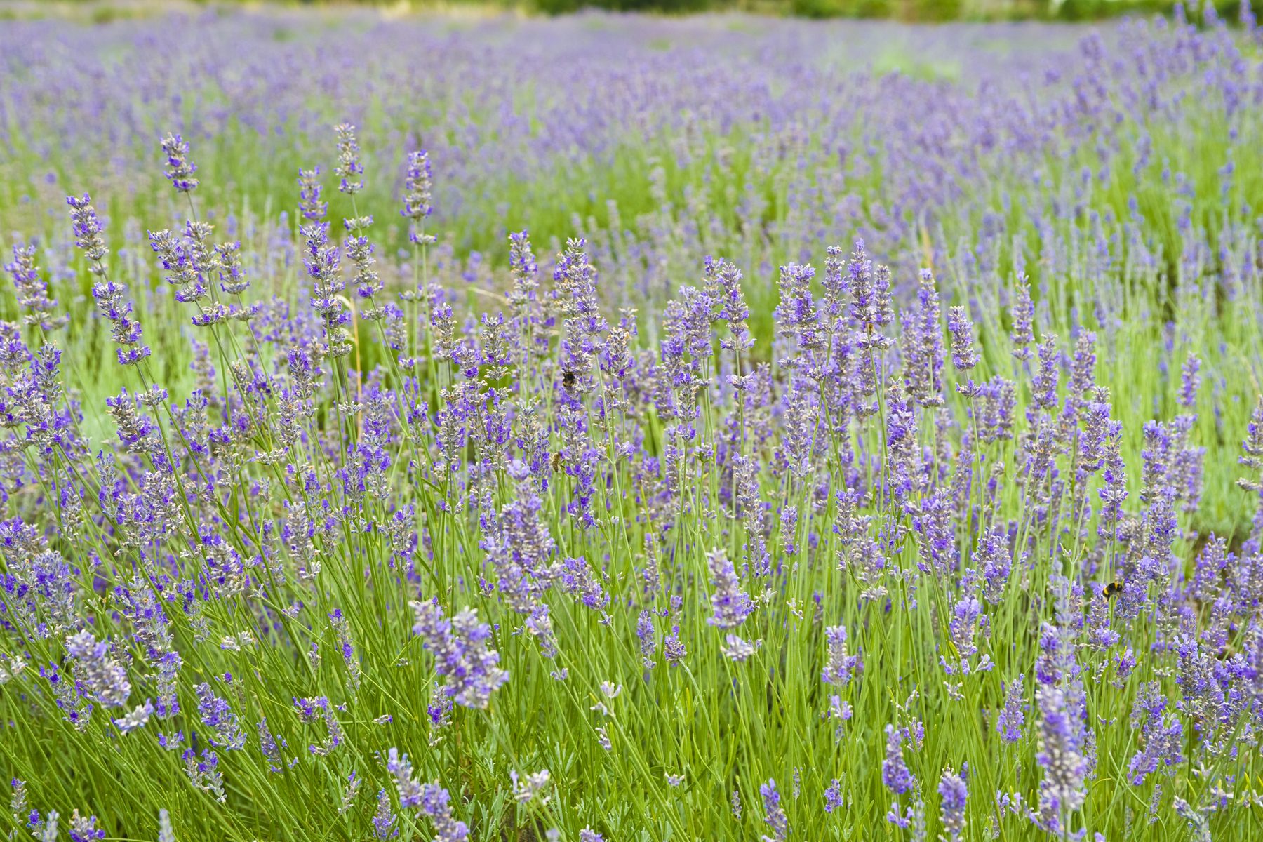 Lavender Fields in the UK – Carshalton Lavender